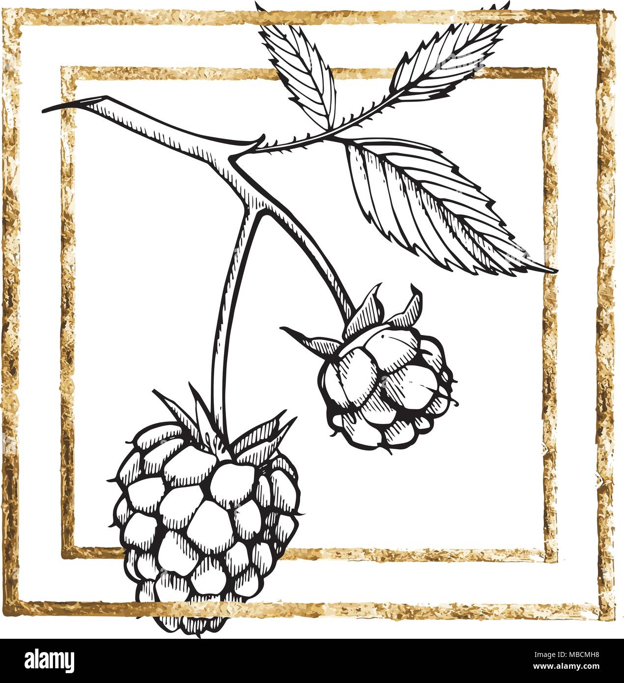 Hand drawn raspberry set isolated on white background. Retro sketch ...