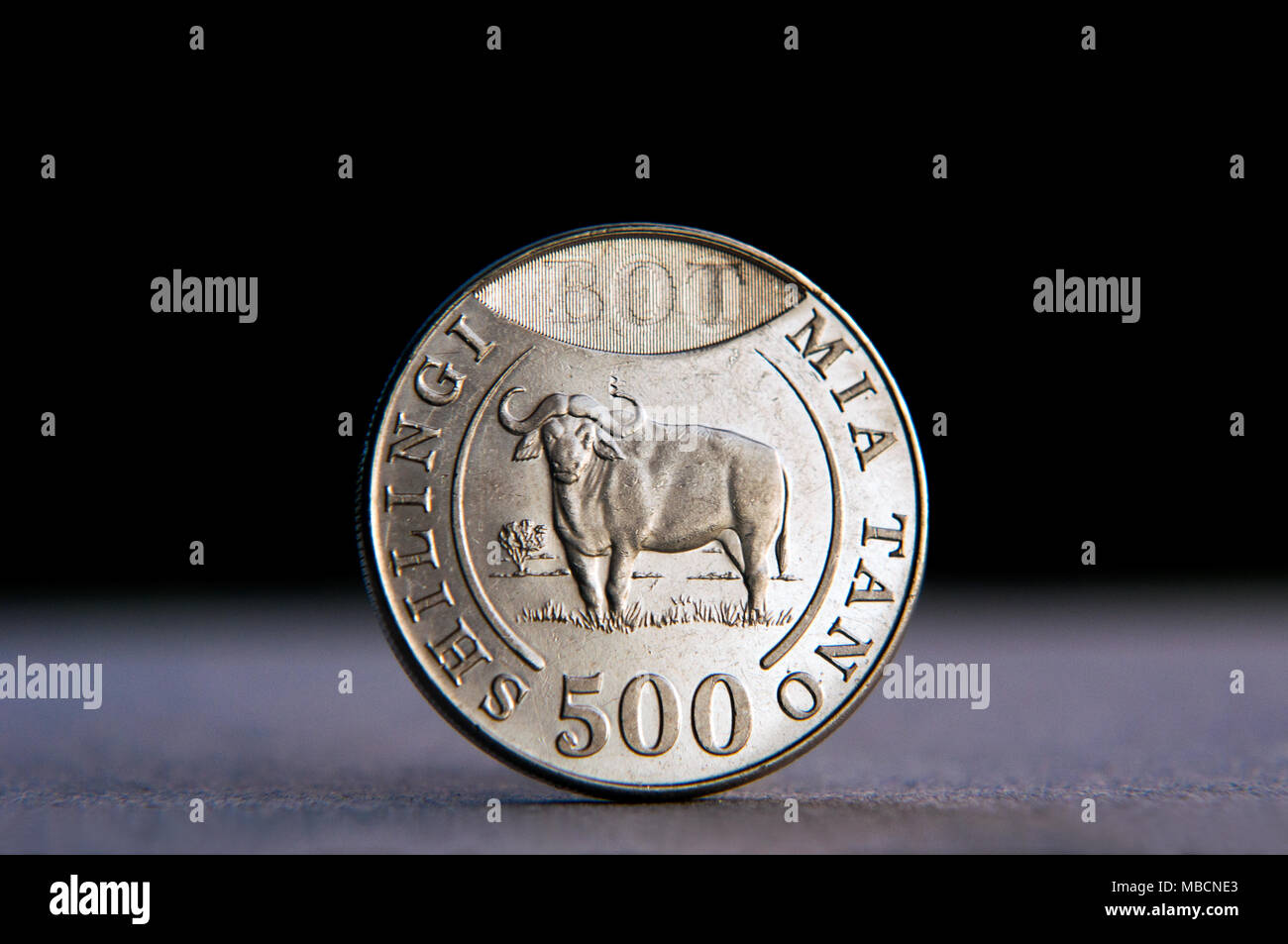 500 Tanzania shilling coin, depicting cape buffalo, in semi studio ...