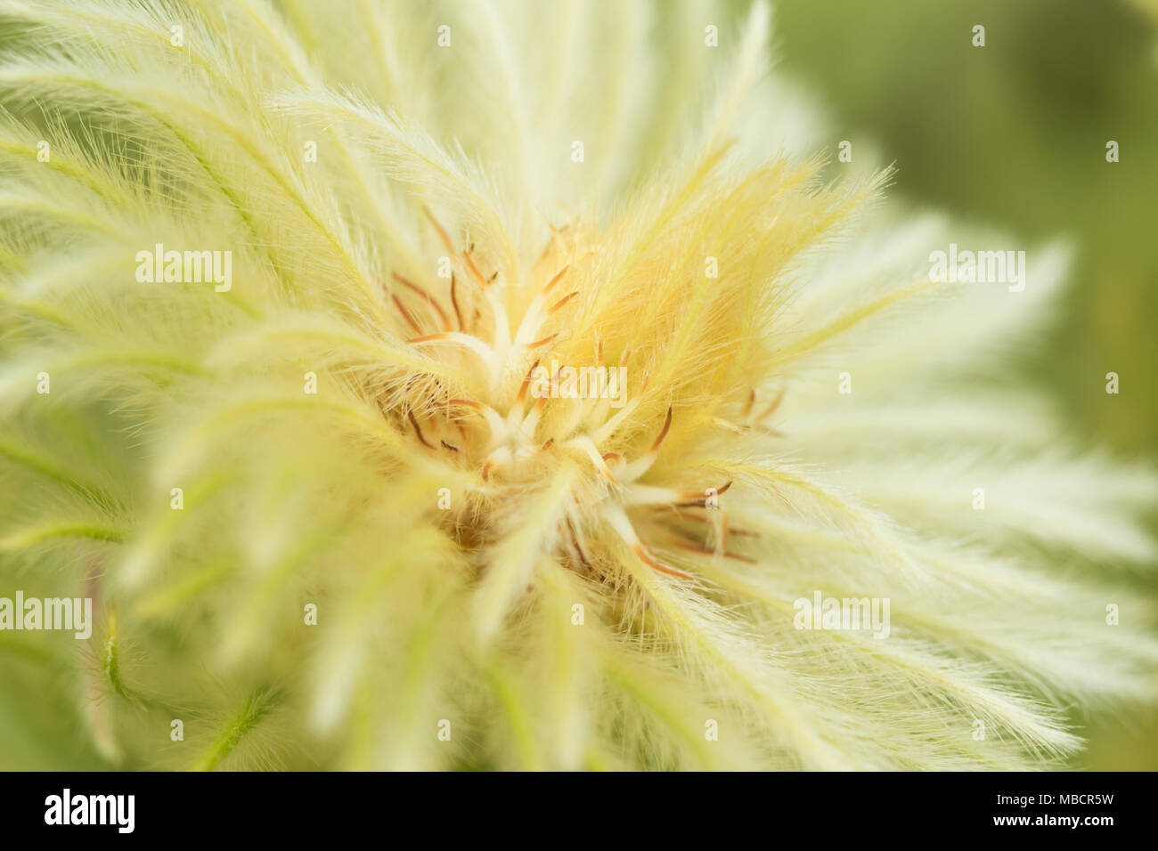 Botanic Garden Of Wales, Carmarthenshire, UK. Phylica Pubescens flowers ...