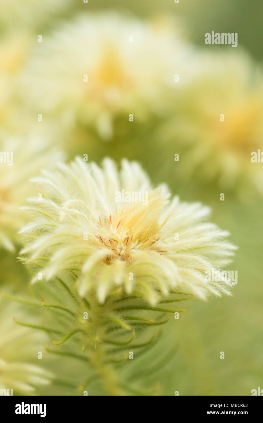 Botanic Garden Of Wales, Carmarthenshire, UK. Phylica Pubescens flowers ...