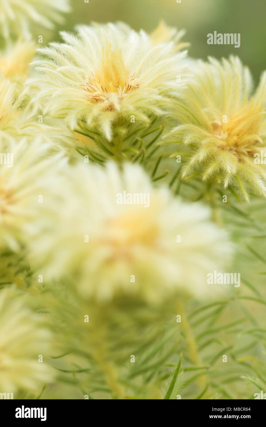 Phylica phylica pubescens hi-res stock photography and images - Alamy