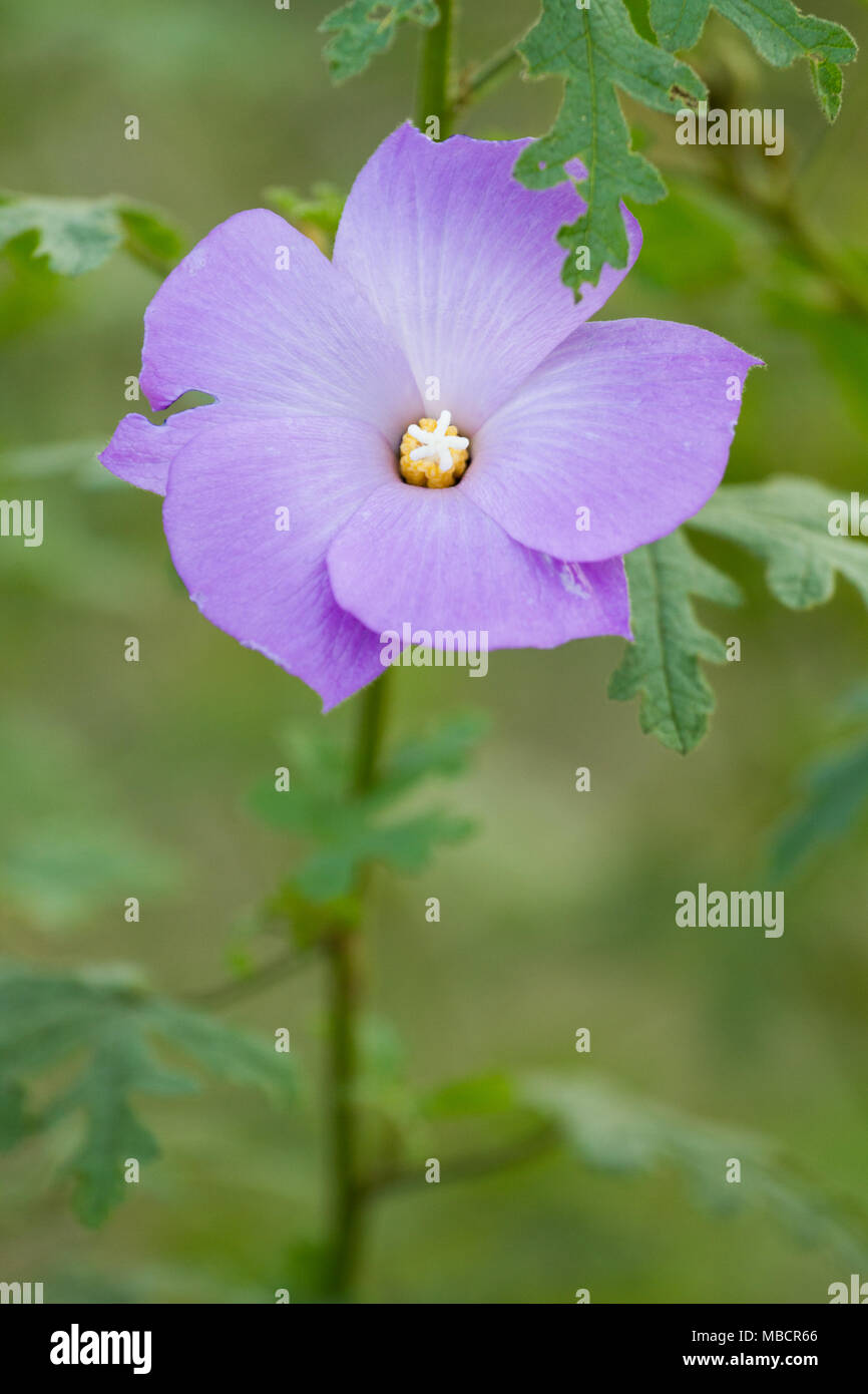 Alyogyne huegelii hi-res stock photography and images - Alamy