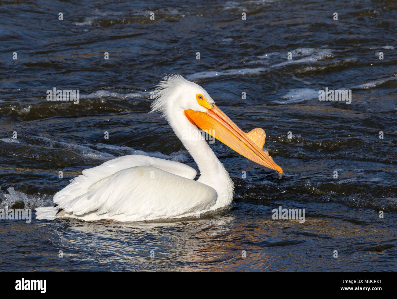 American white pelican (Pelecanus erythrorhynchos) in breeding plumage ...