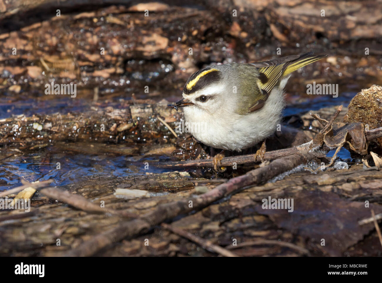 Golden-crowned kinglet (Regulus satrapa) with a little insect in the ...