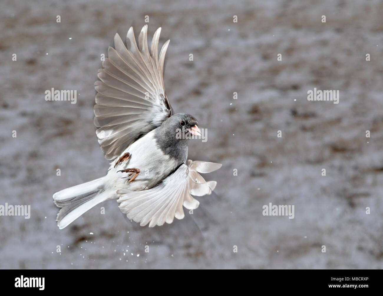 Dark-eyed junco (Junco hyemalis) flying under snowfall, Ames, Iowa, USA ...