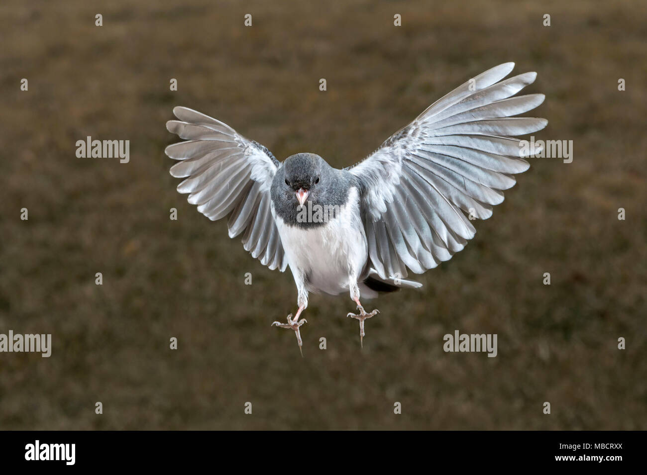 Dark-eyed junco (Junco hyemalis) flying, Ames, Iowa, USA Stock Photo ...