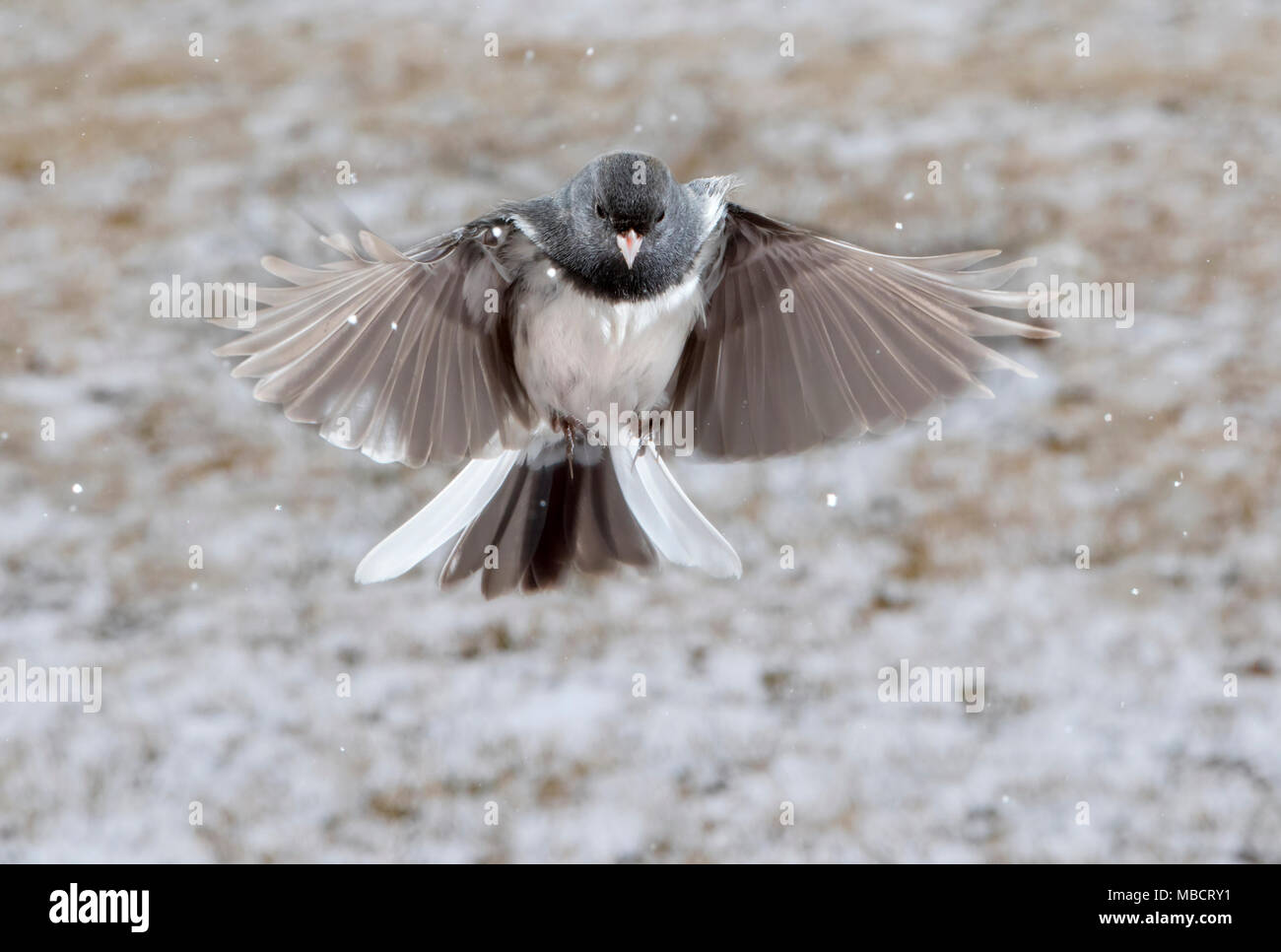 Winter junco hi-res stock photography and images - Alamy