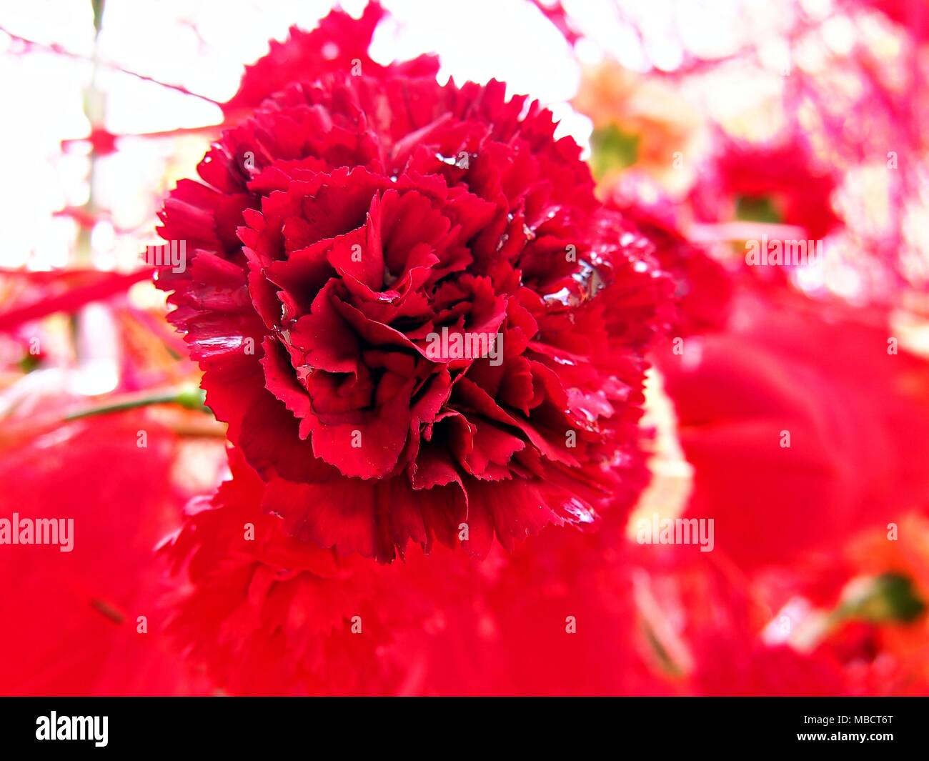 Red carnation flower in macro detail Stock Photo - Alamy