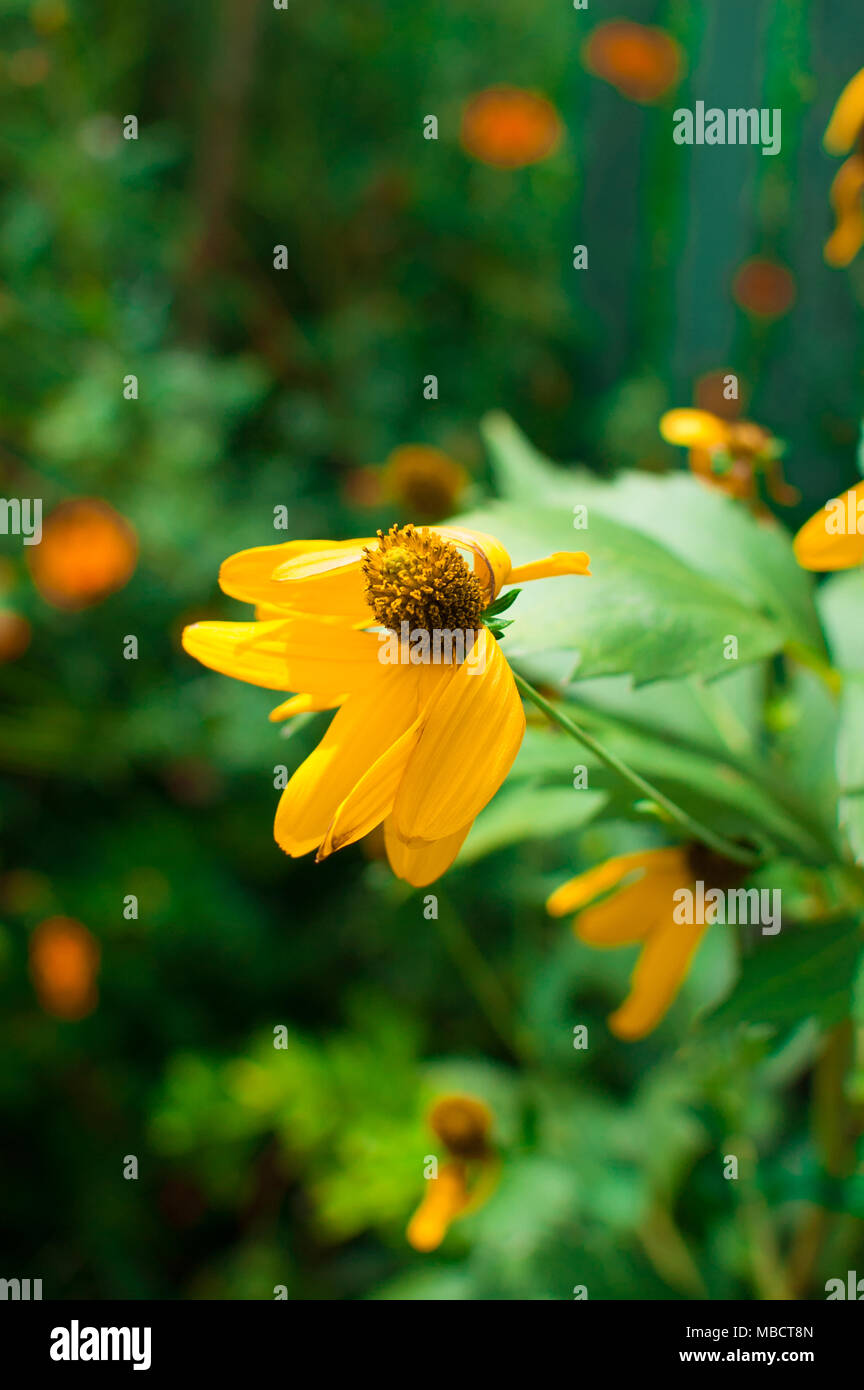 Flower on the earth is taken around Tokyo, Japan. It was pictured in ...