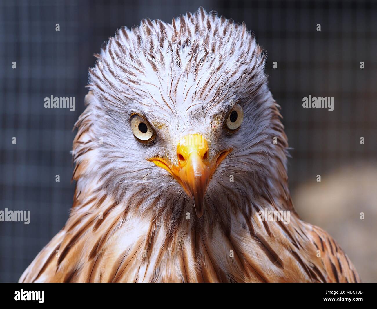 Amazing face in detail of royal milano eagle Stock Photo - Alamy
