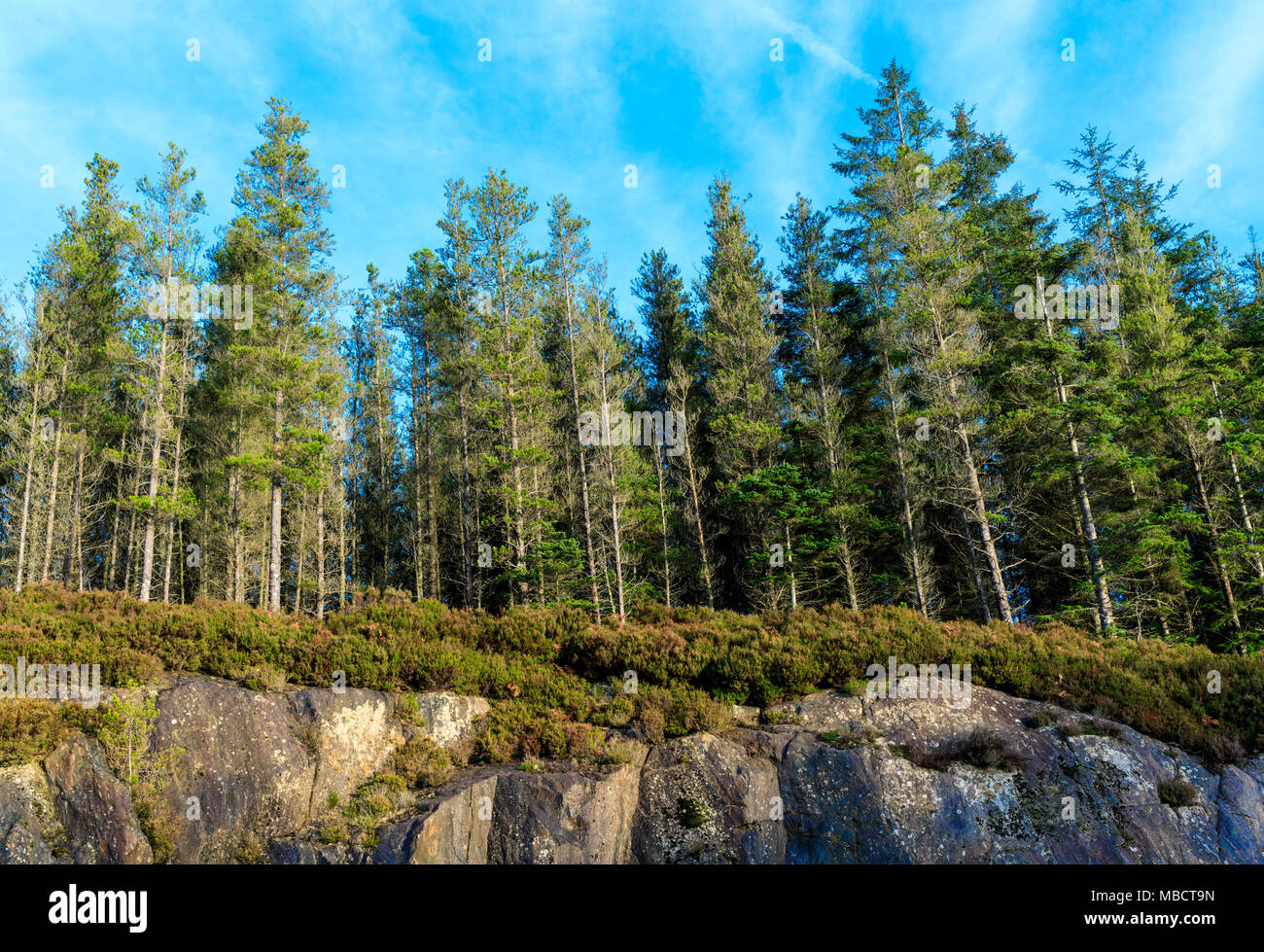 Forest at Lochan na Dunaich, Salen, Scotland Stock Photo - Alamy