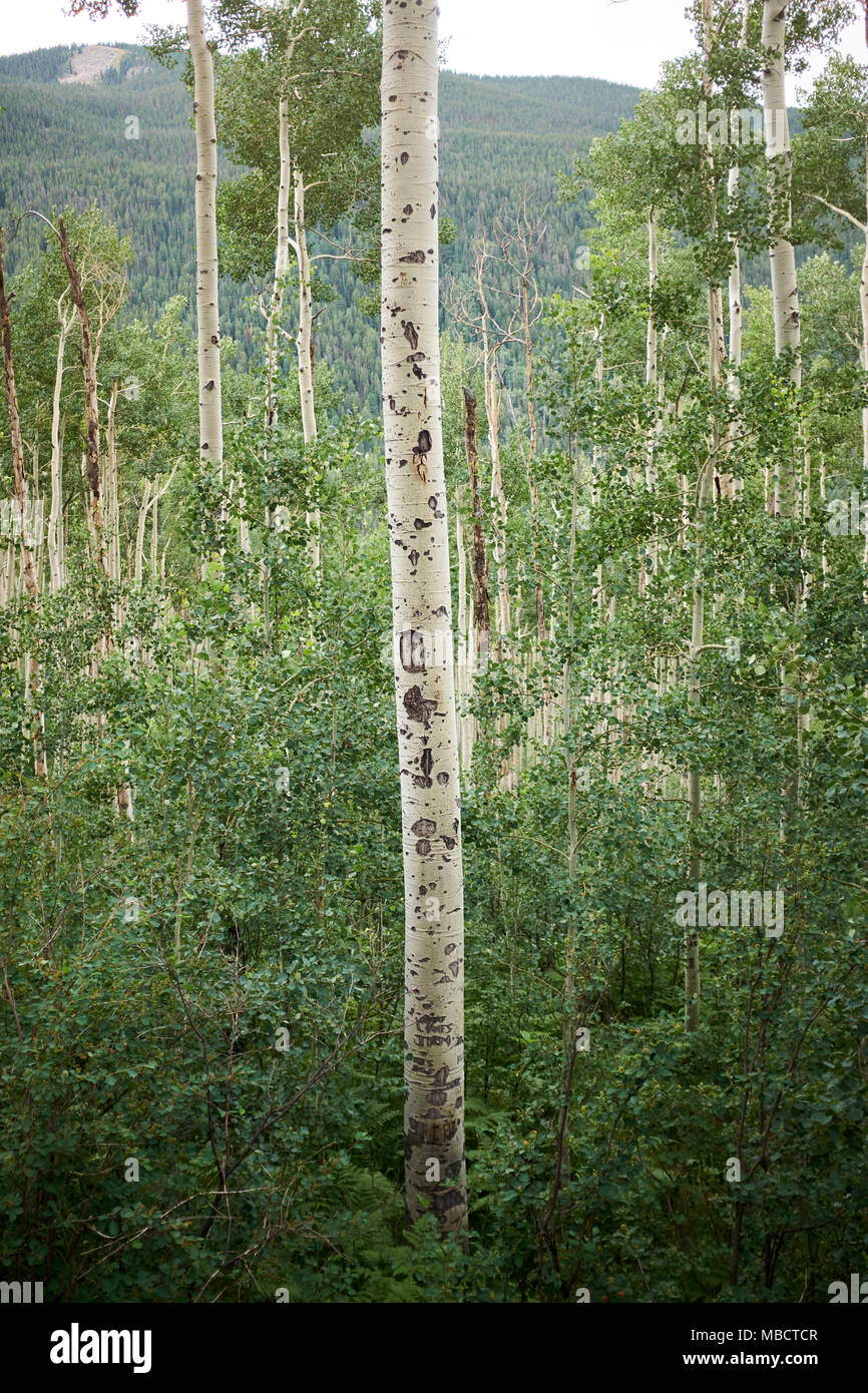 Single aspen tree in a forestry plantation in Hunter Pass, Colorado ...