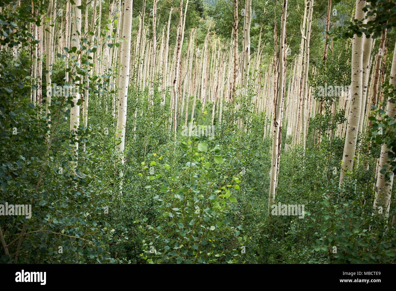 Spindly Plant Stock Photos & Spindly Plant Stock Images - Alamy