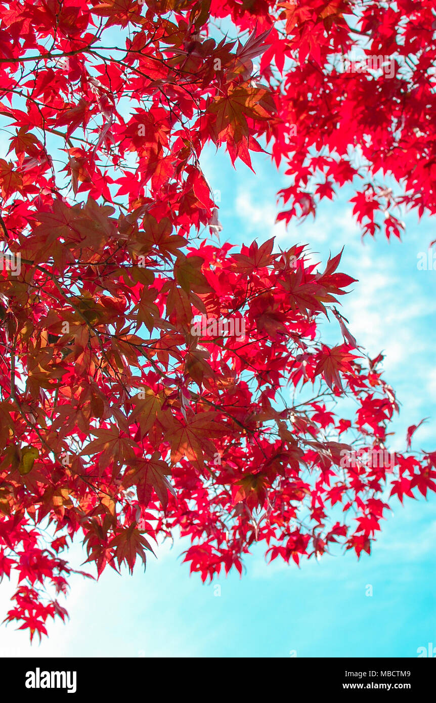 Momiji Plant on the sky is taken around Tokyo, Japan. It was pictured ...