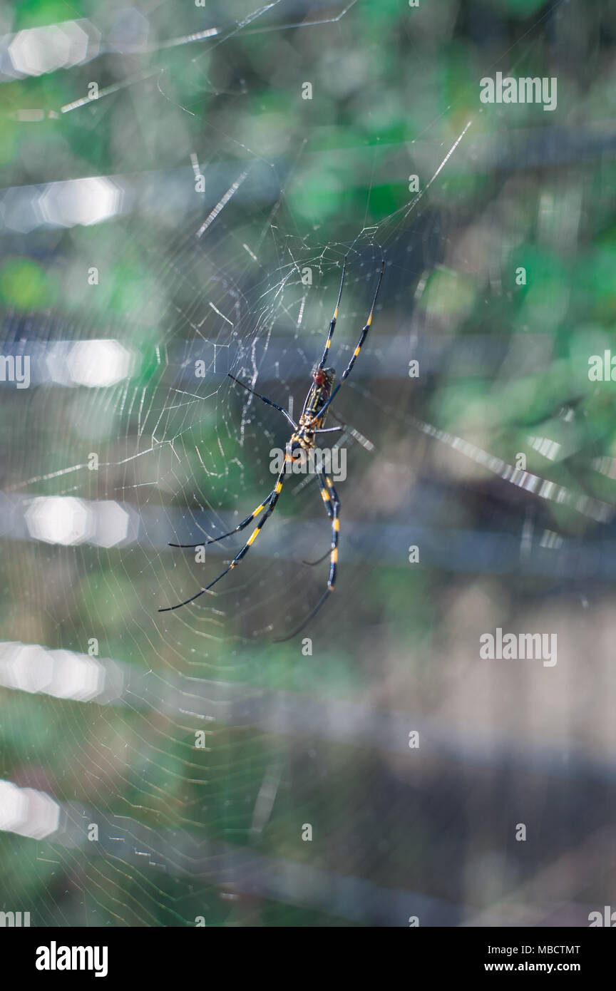 Spider is hanging from tree in the forest, Tokyo, Japan Stock Photo - Alamy