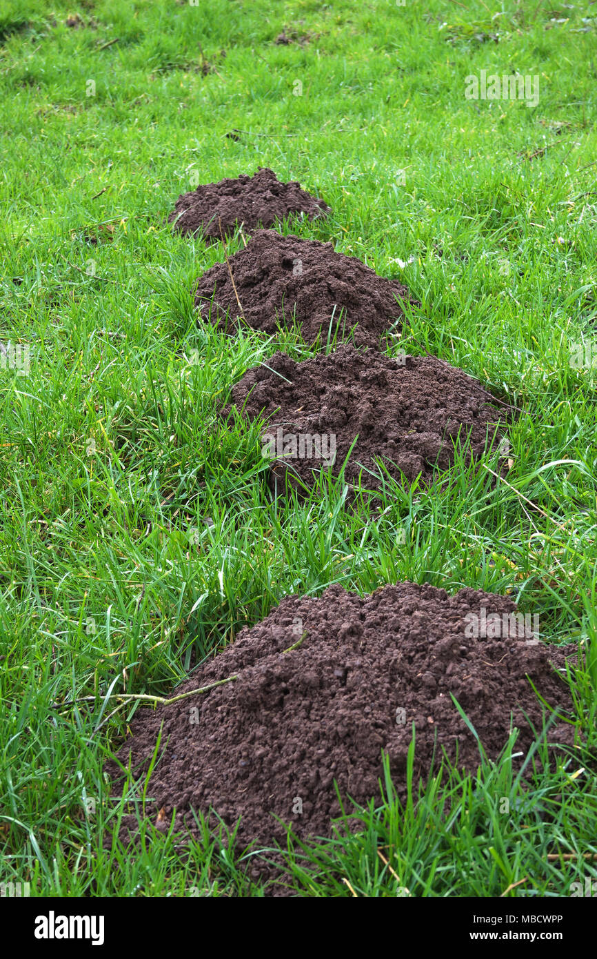 Mole hole on green fieldlot Stock Photo - Alamy