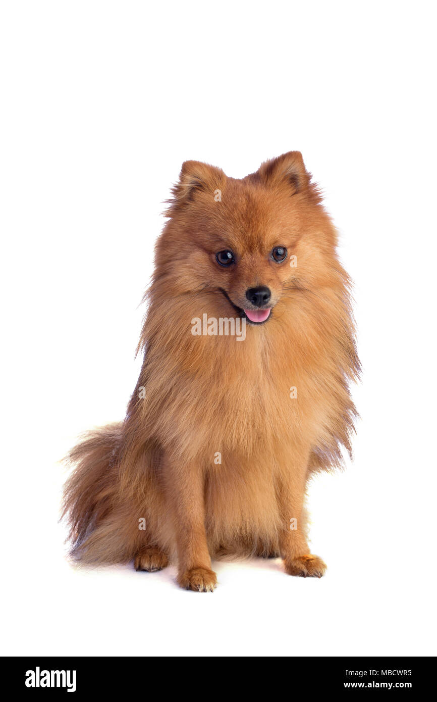 White and caramel dog hi-res stock photography and images - Alamy