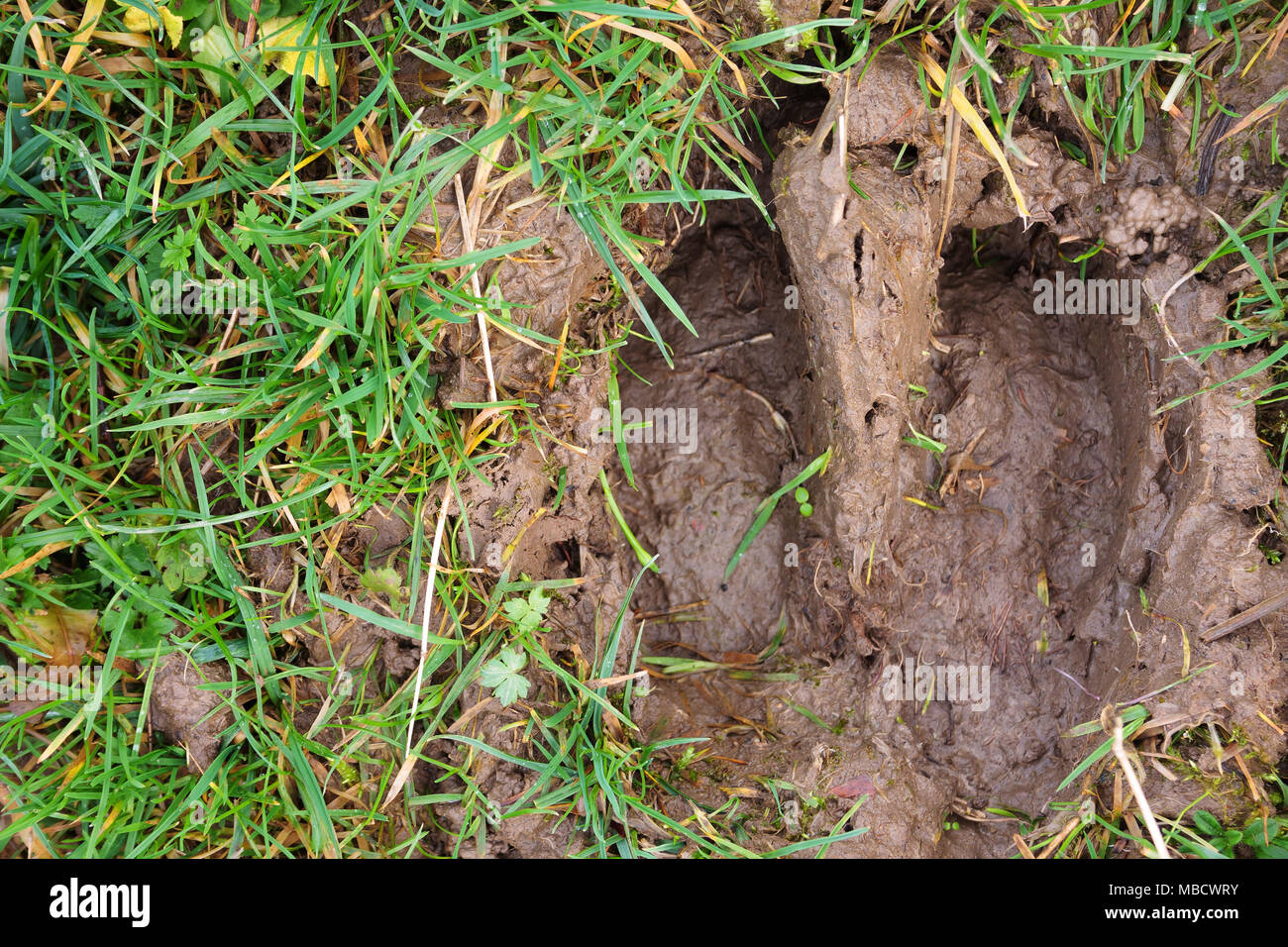 Cow trail hi-res stock photography and images - Alamy