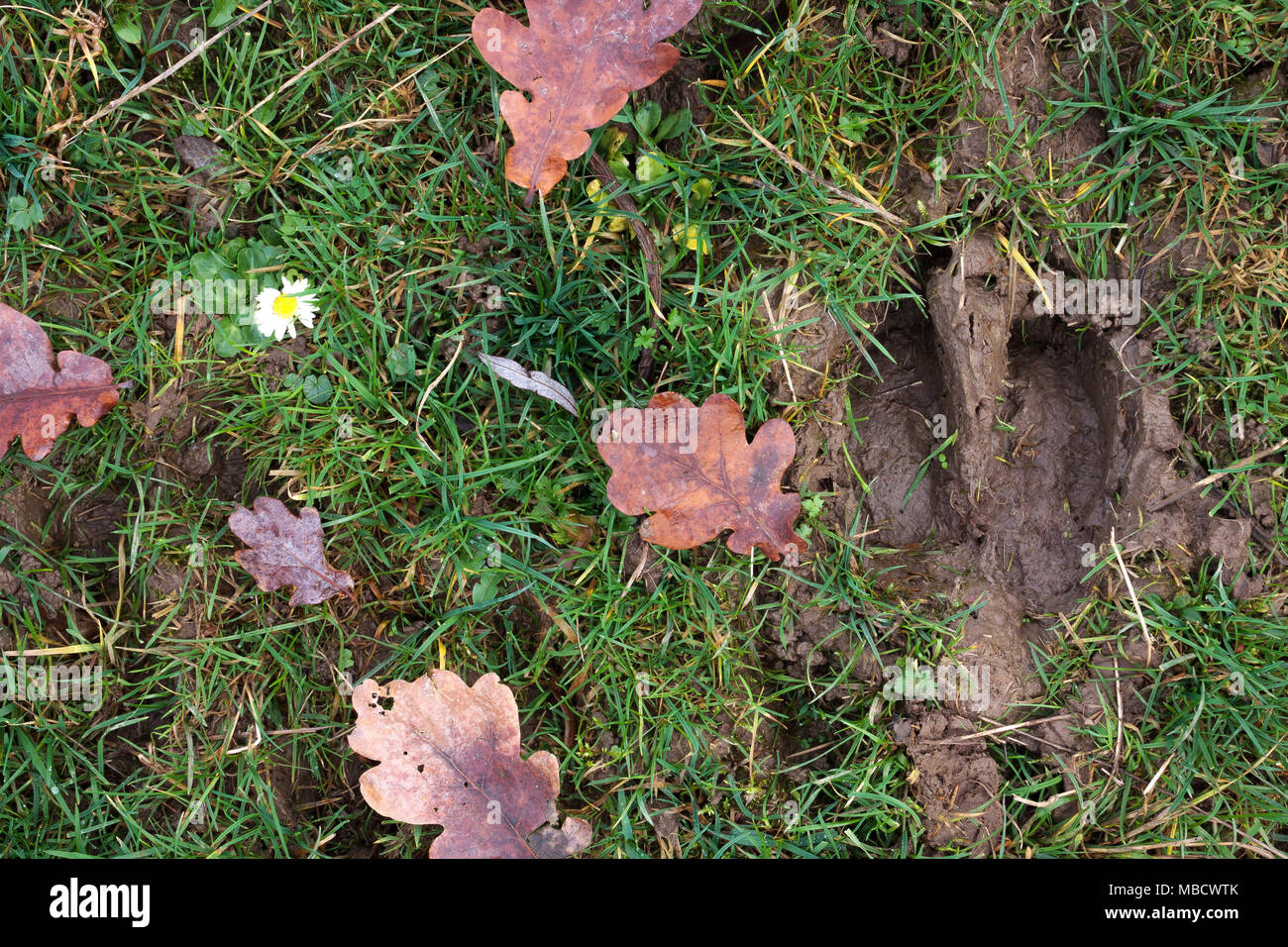 cow trail on agriculture field Stock Photo - Alamy