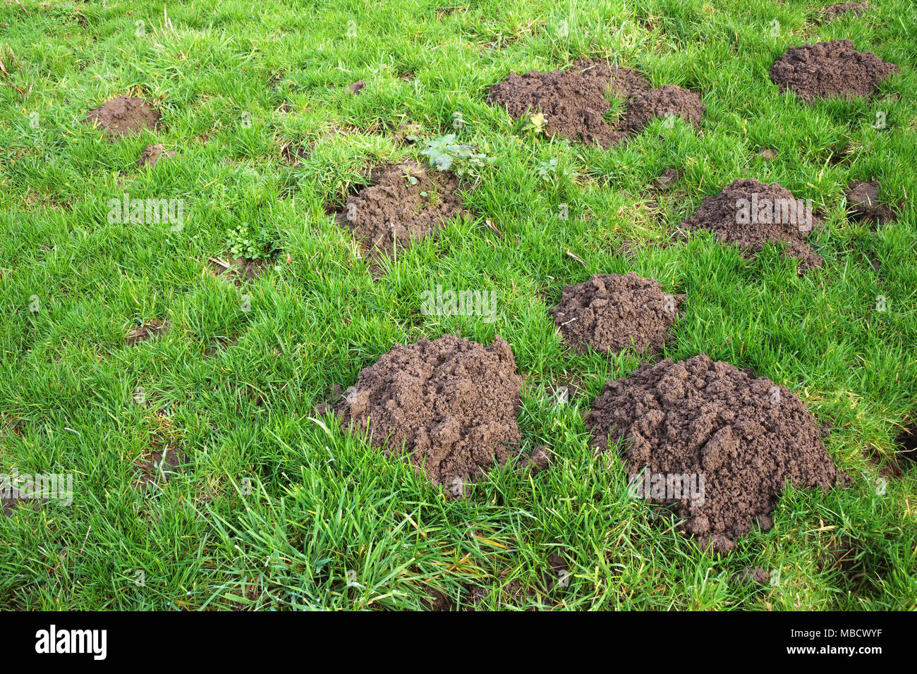 Mole hole on green fieldlot Stock Photo - Alamy