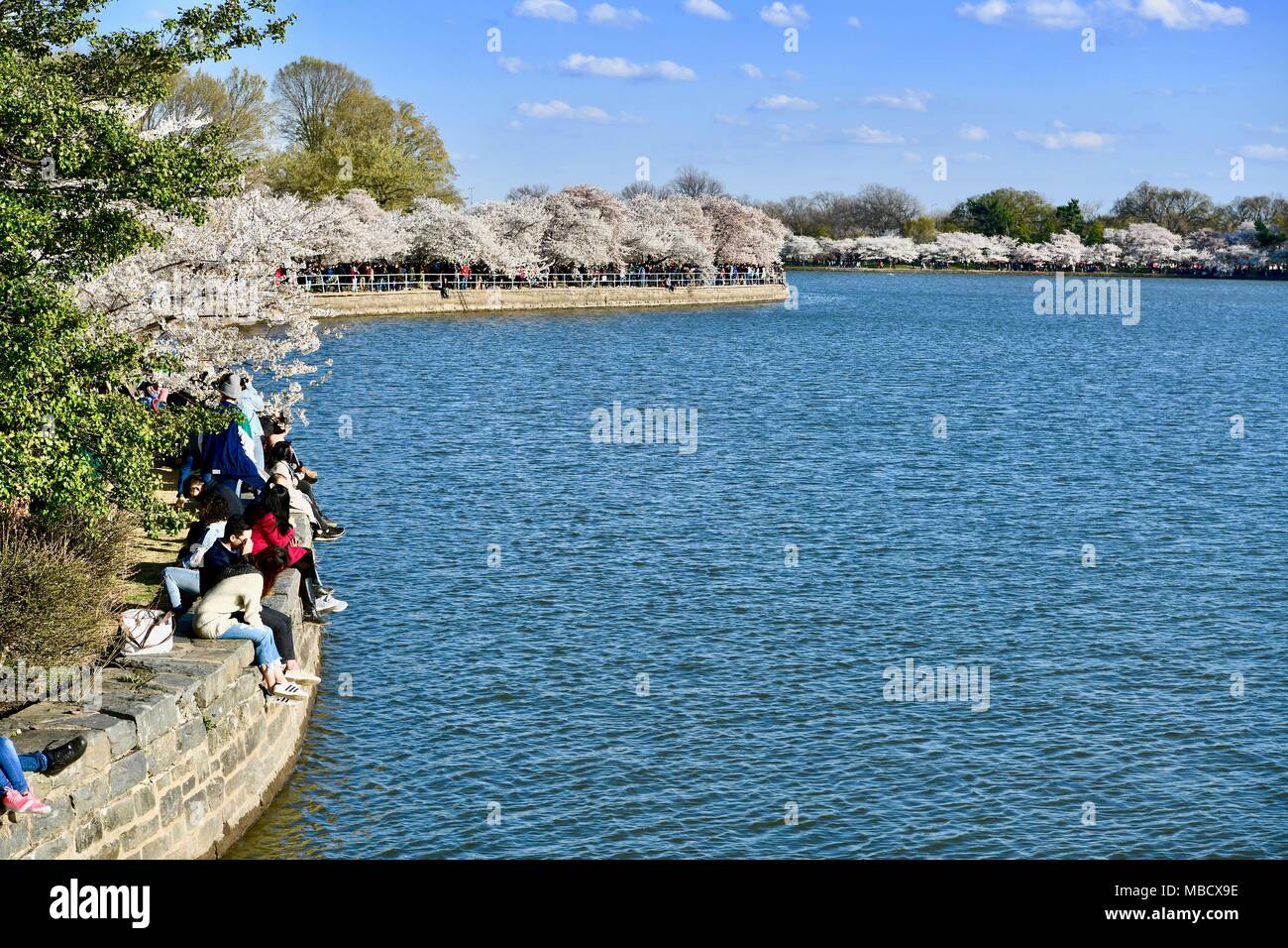 The Tidal Basin during peak bloom of the cherry blossom festival ...