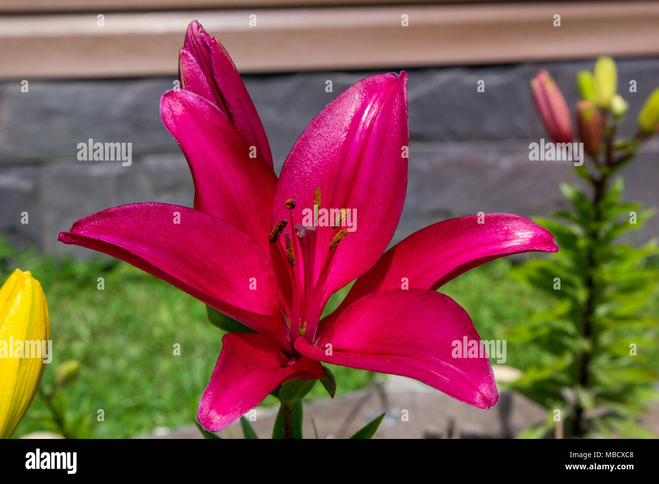 large red lily flower in the garden Stock Photo - Alamy