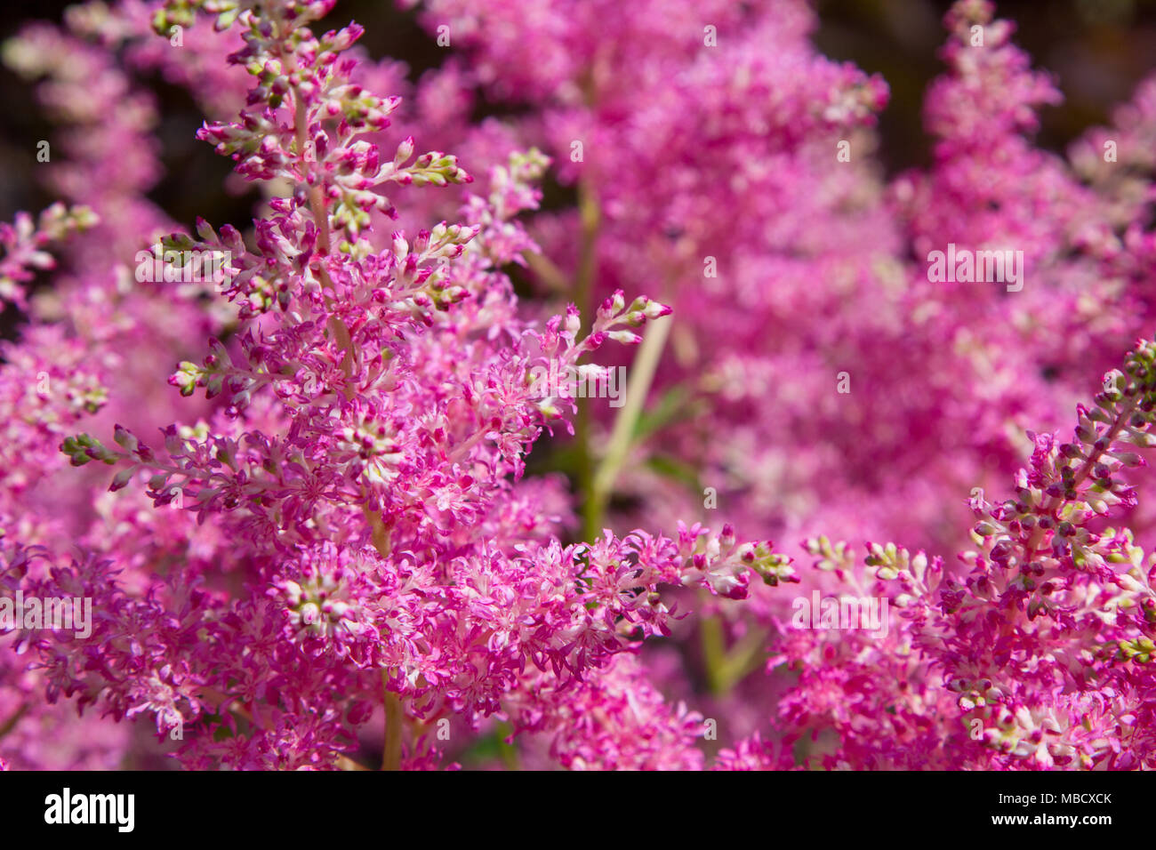beautiful fluffy bush of pink astilba in the garden Stock Photo - Alamy