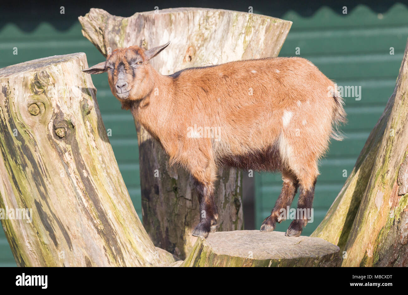 Single goat in a farm - The Netherlands Stock Photo - Alamy