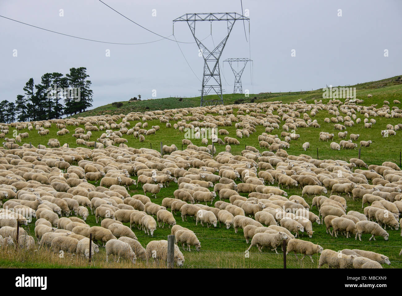 Sheep farm in New Zealand Stock Photo - Alamy
