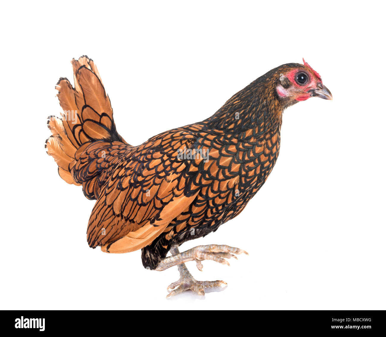 golden Sebright chicken in front of white background Stock Photo - Alamy