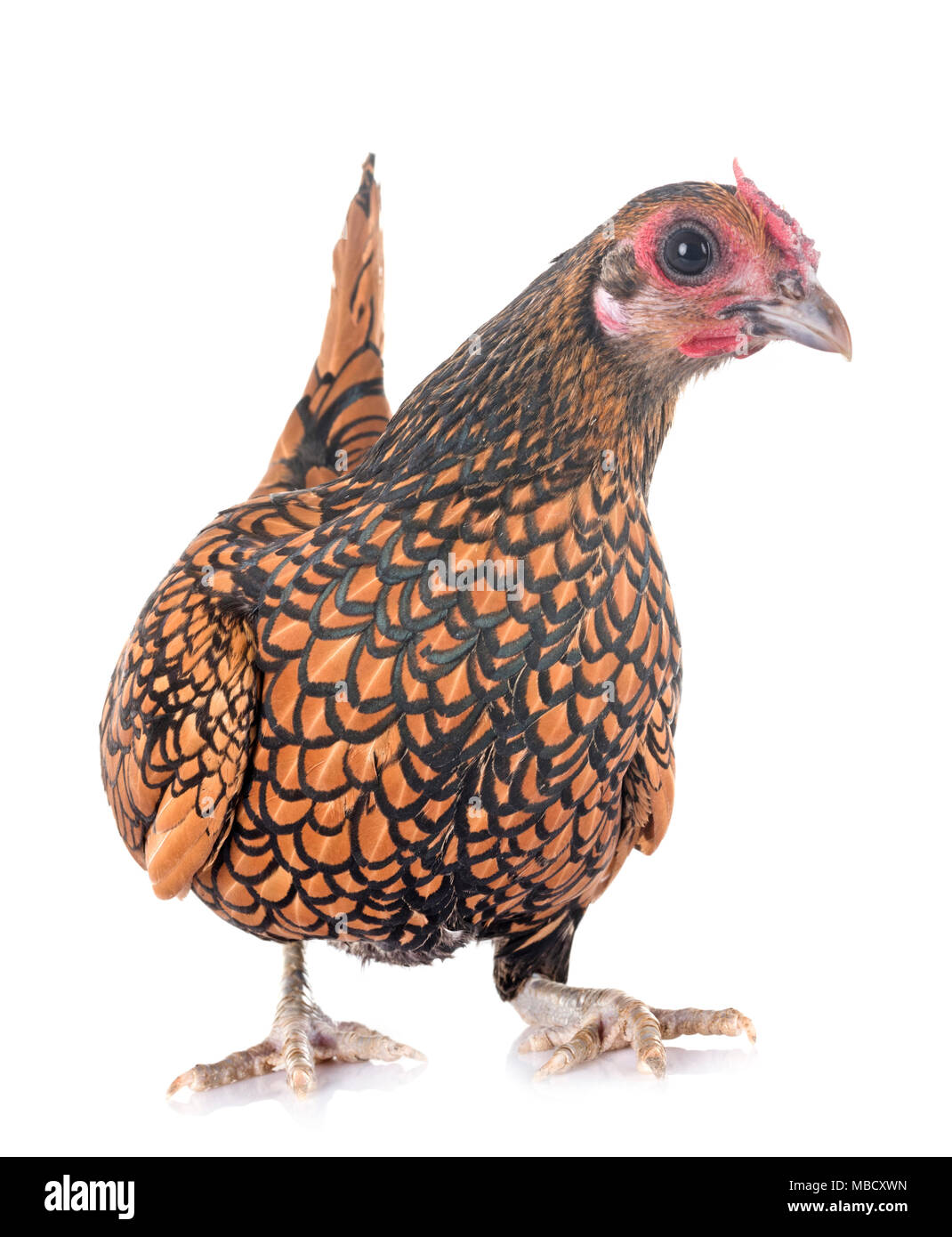 golden Sebright chicken in front of white background Stock Photo - Alamy
