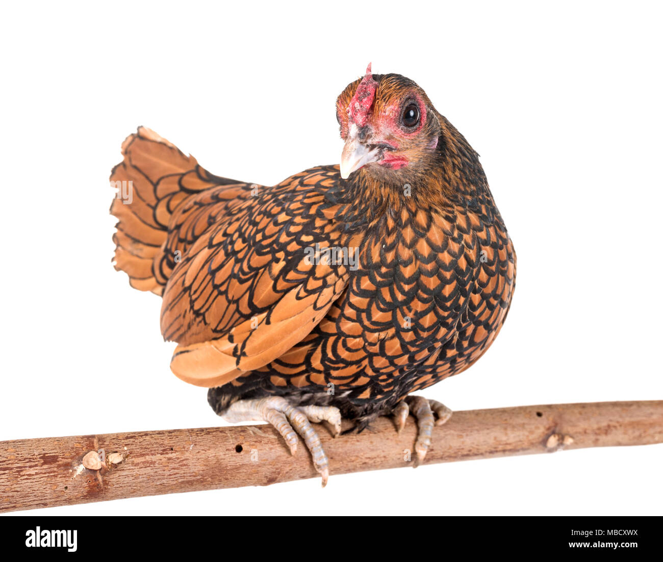 golden Sebright chicken in front of white background Stock Photo - Alamy