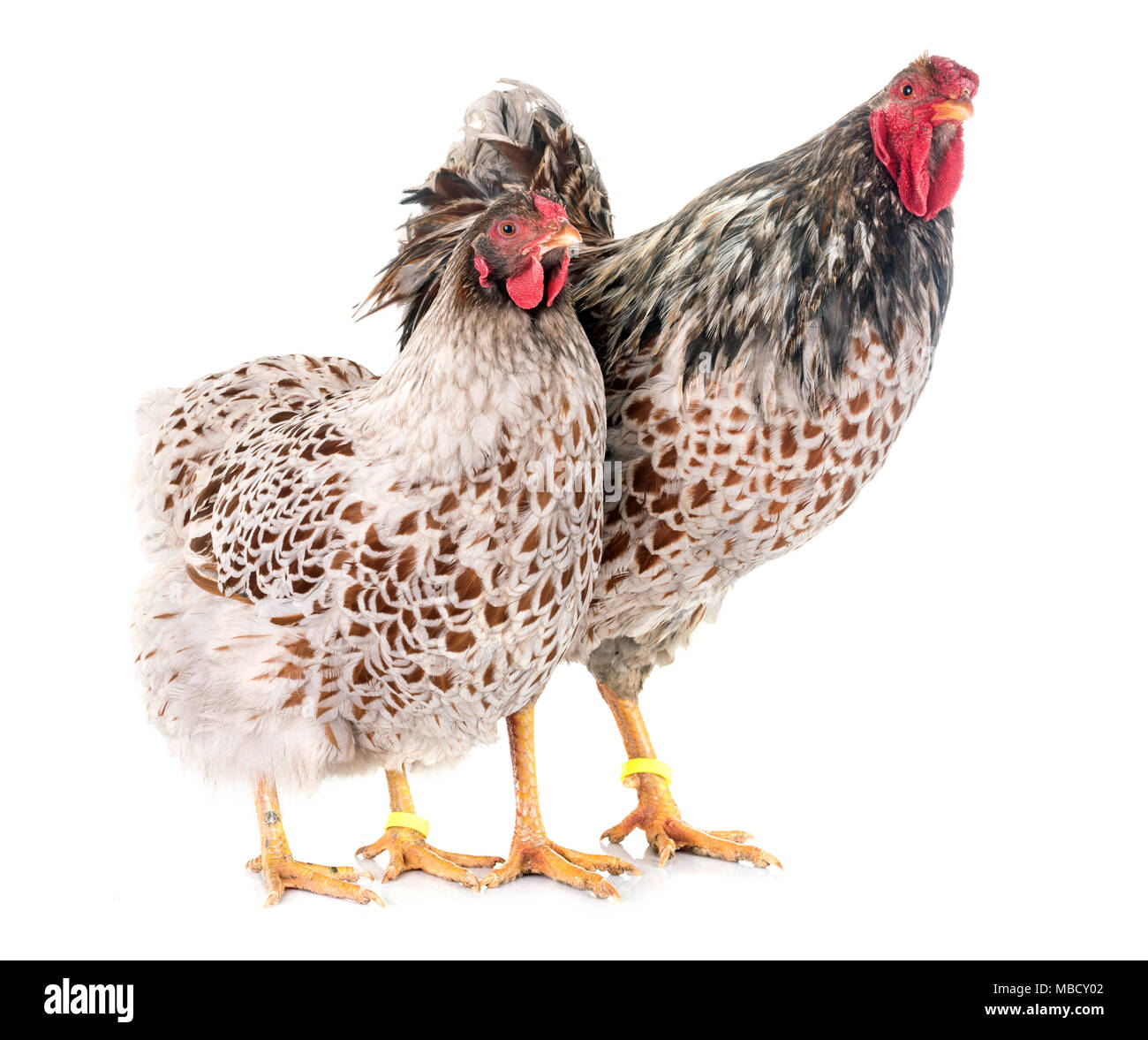 blue-laced Wyandotte chicken in front of white background Stock Photo ...