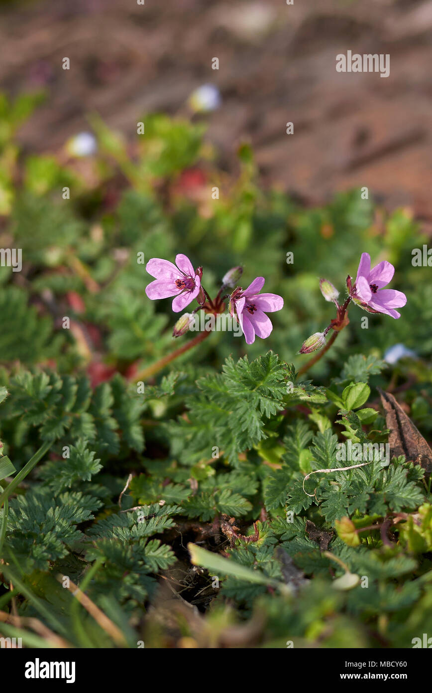 Erodium Cicutarium High Resolution Stock Photography and Images - Alamy