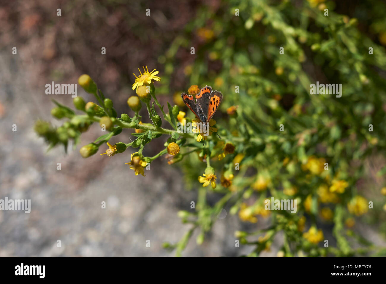Dittrichia viscosa hi-res stock photography and images - Alamy