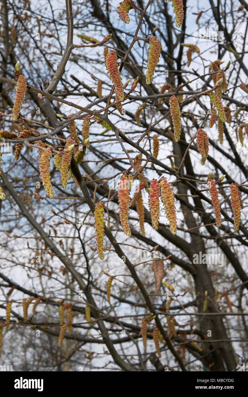 Hornbeam carpinus betulus winter hi-res stock photography and images ...