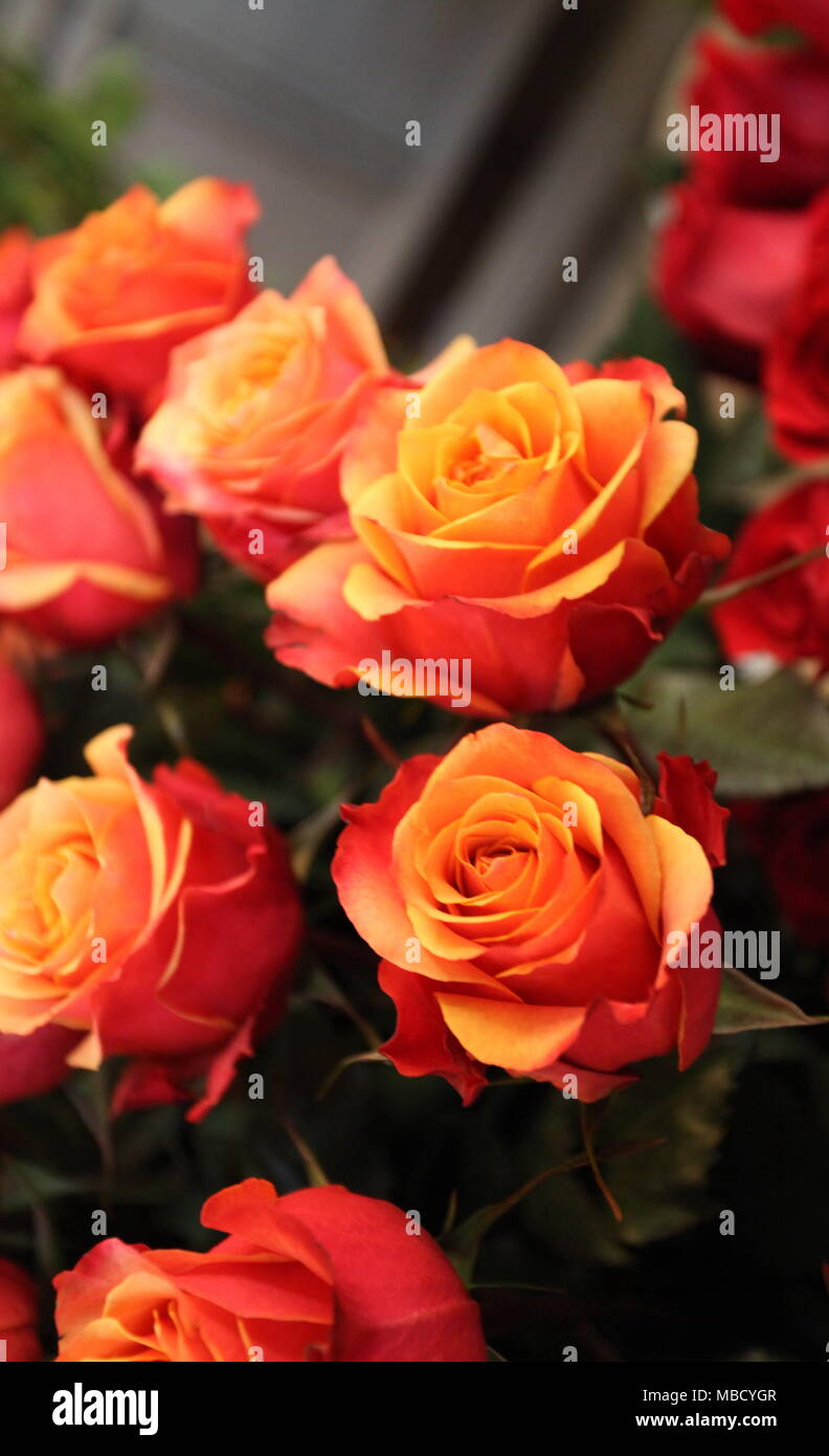Large bright red roses Stock Photo - Alamy