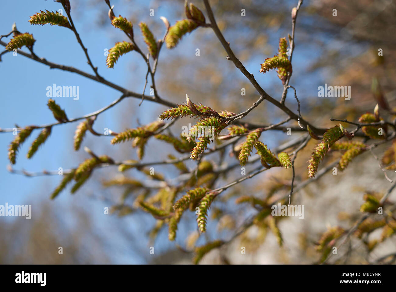 Carpinus betulus with male inflorescence Stock Photo - Alamy