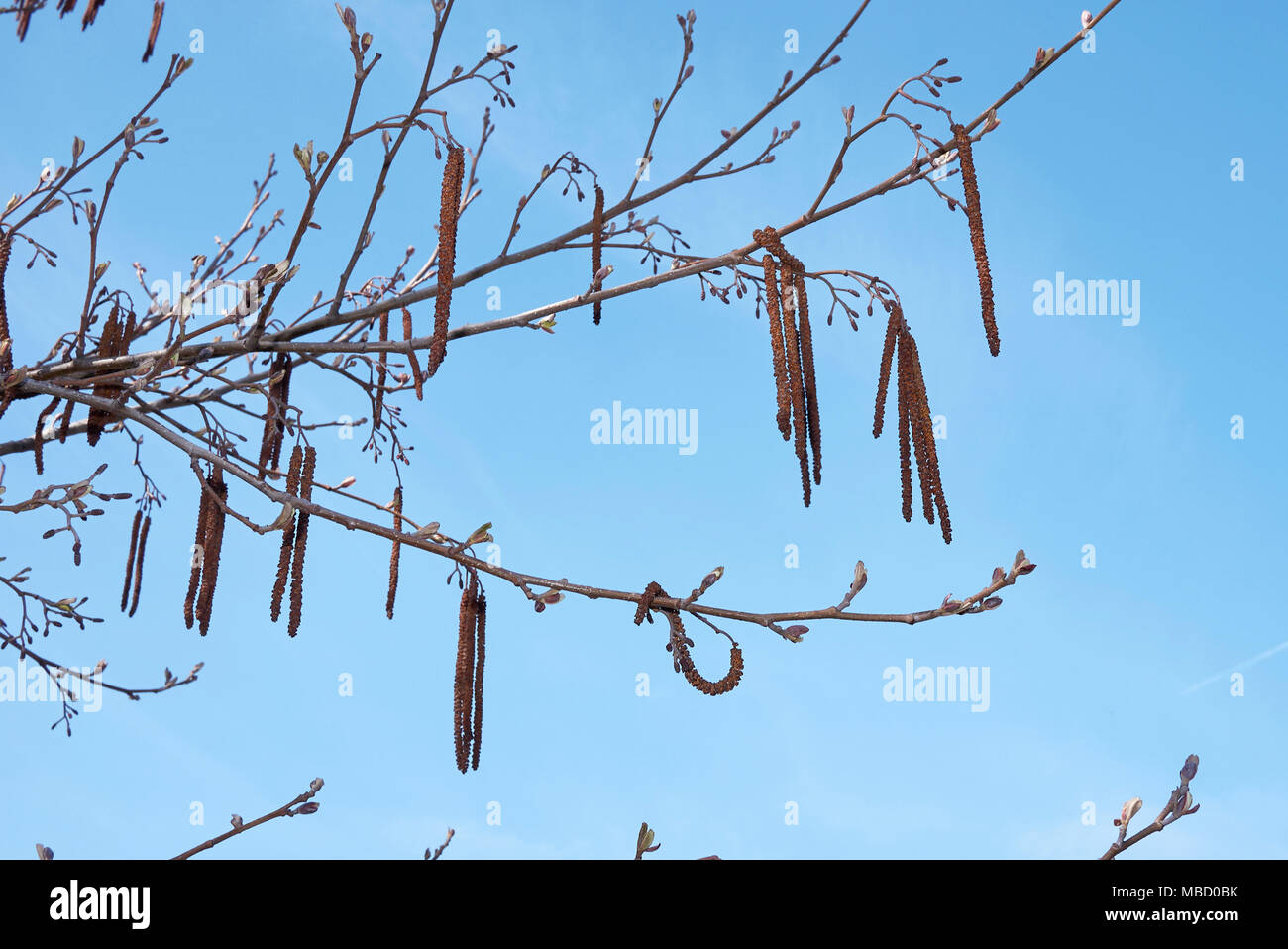 Alder pollen catkin hi-res stock photography and images - Alamy