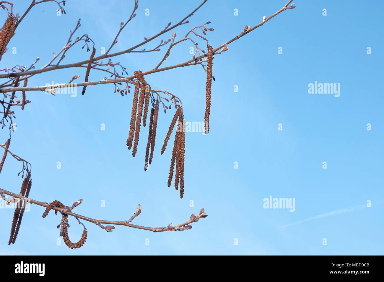 Alnus glutinosa branch with catkins Stock Photo - Alamy