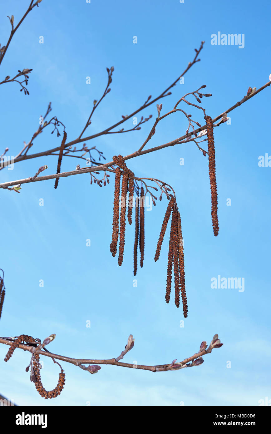 Alnus glutinosa branch with catkins Stock Photo - Alamy