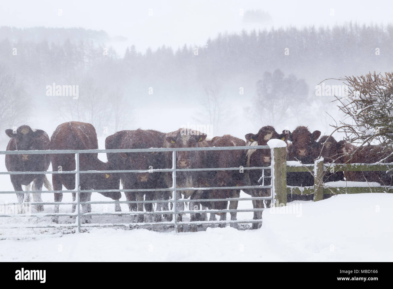 Cattle brave harsh winter conditions in the South Tyne valley near ...
