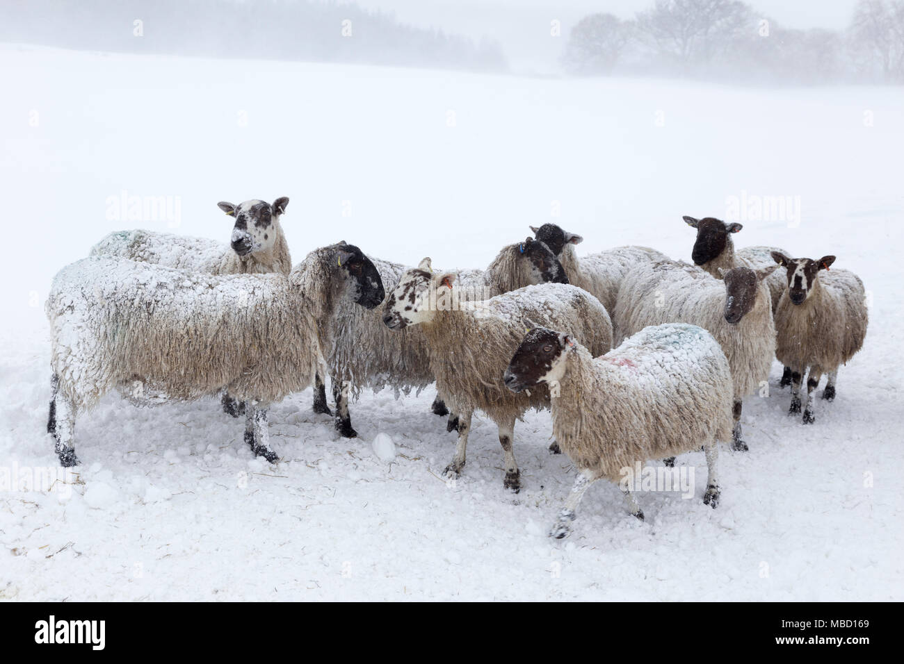 Sheep brave harsh winter conditions in the South Tyne valley near ...