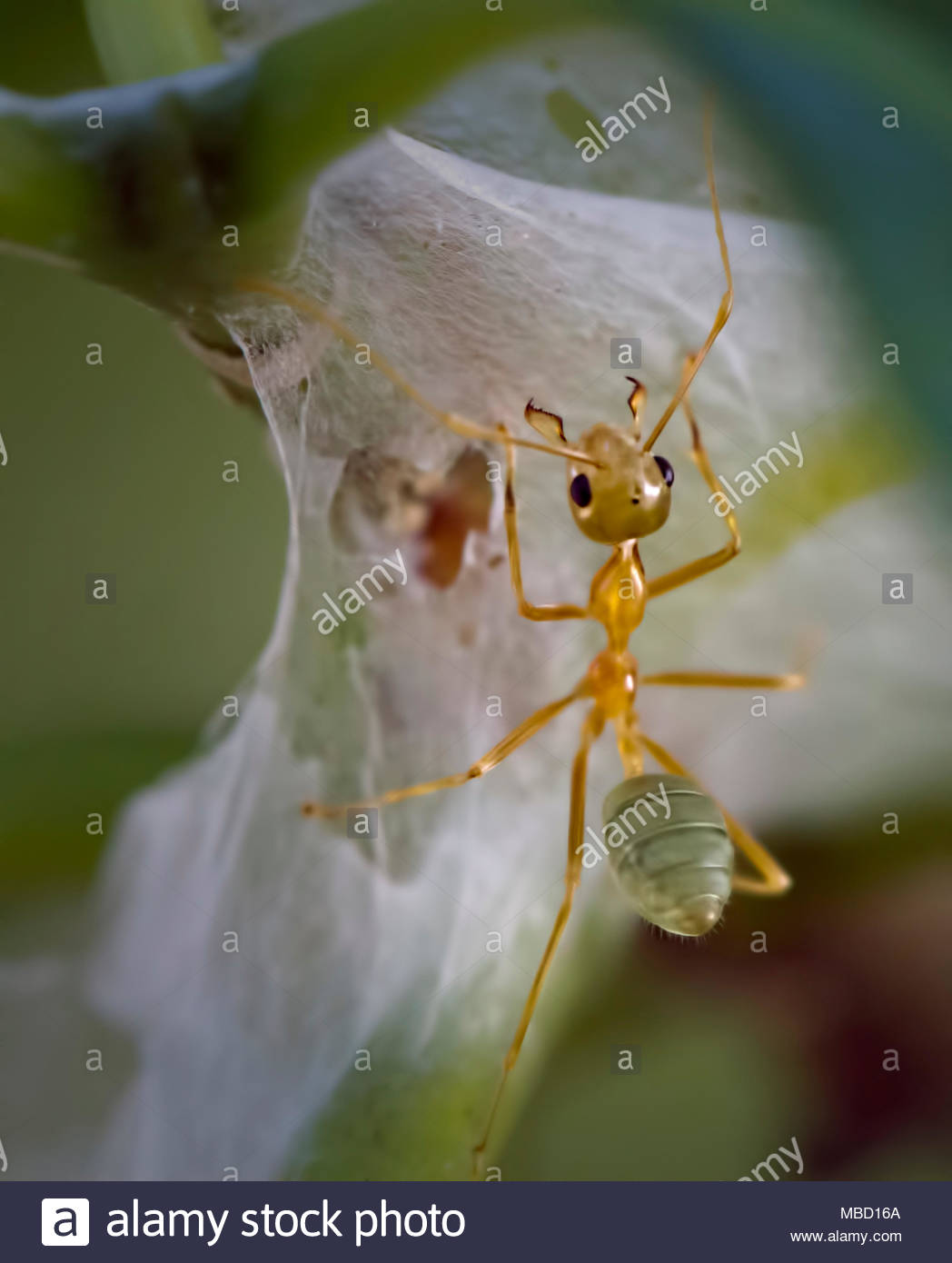 Green Tree Ant Nest Stock Photos & Green Tree Ant Nest Stock Images - Alamy