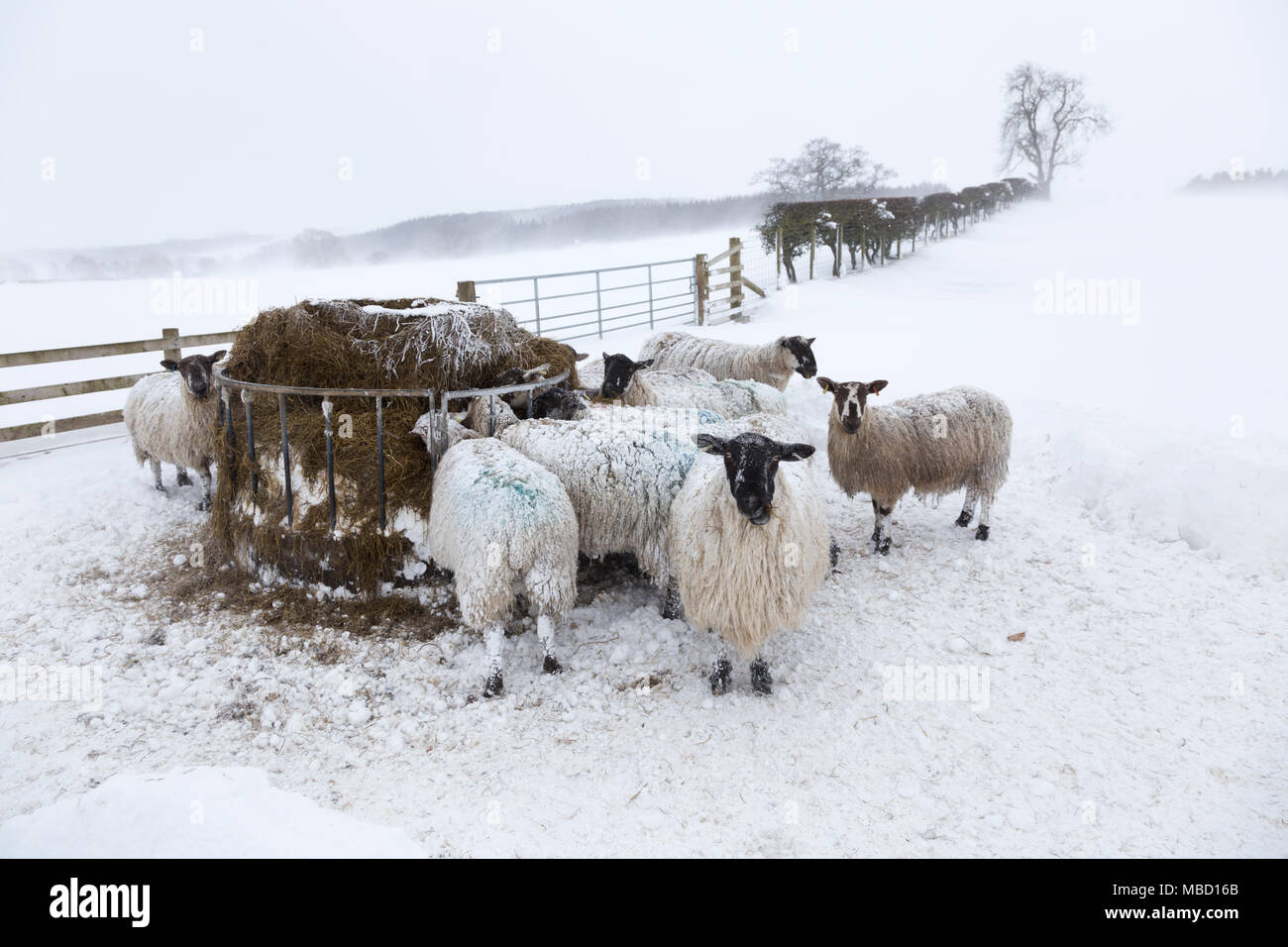 Sheep brave harsh winter conditions in the South Tyne valley near ...
