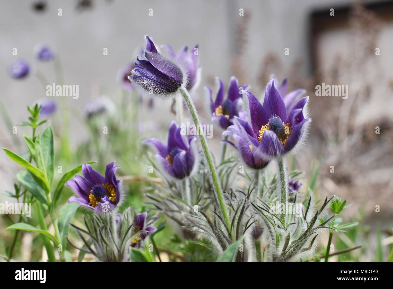 Purple violet flower of wild species of anemone - Anemone montana Stock ...