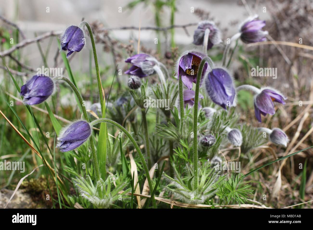 Purple violet flower of wild species of anemone - Anemone montana Stock ...