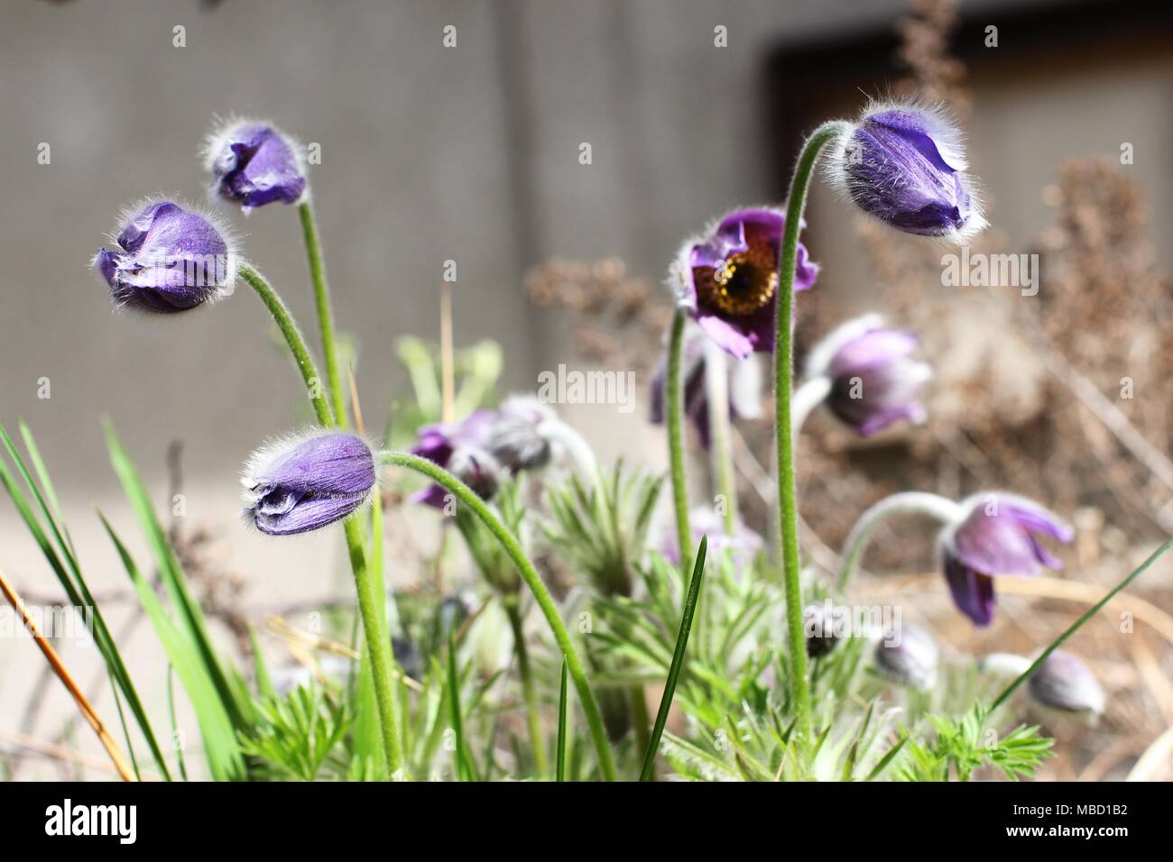 Purple violet flower of wild species of anemone - Anemone montana Stock ...