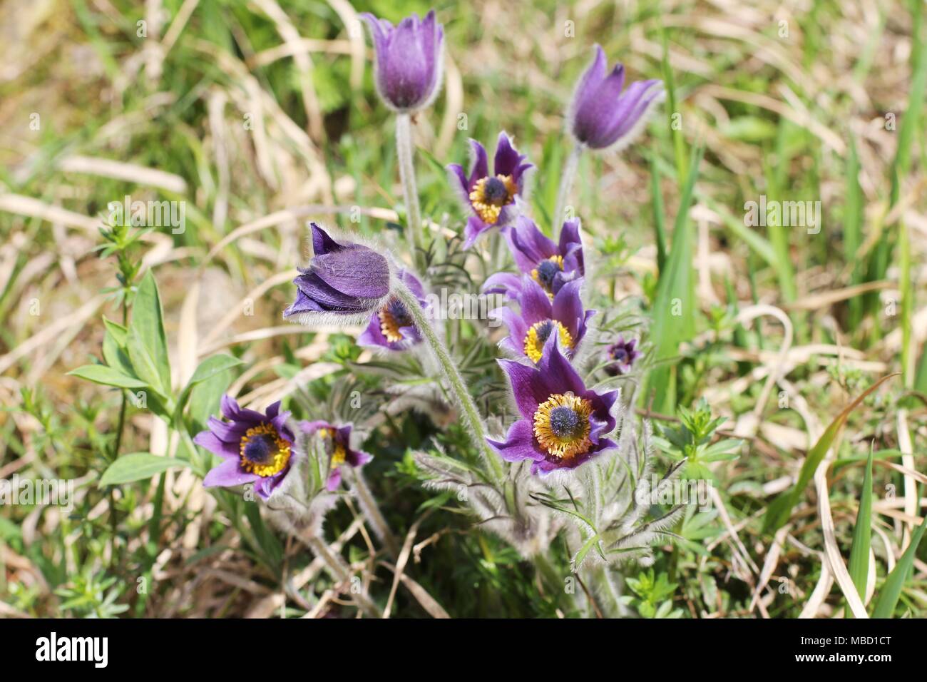 Purple violet flower of wild species of anemone - Anemone montana Stock ...