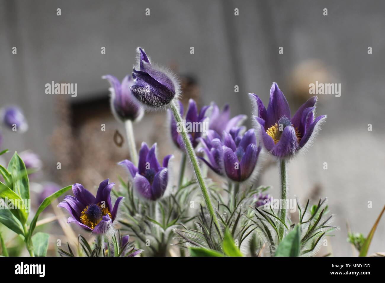 Purple violet flower of wild species of anemone - Anemone montana Stock ...